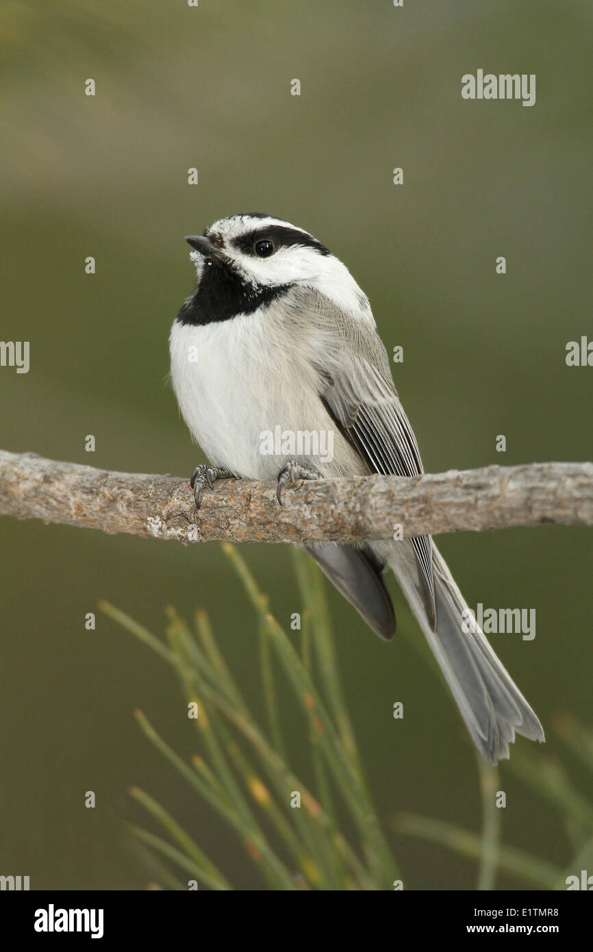 Mountain Chickadee, Poecile gambeli, Lilloot, BC, Canada Stock Photo ...