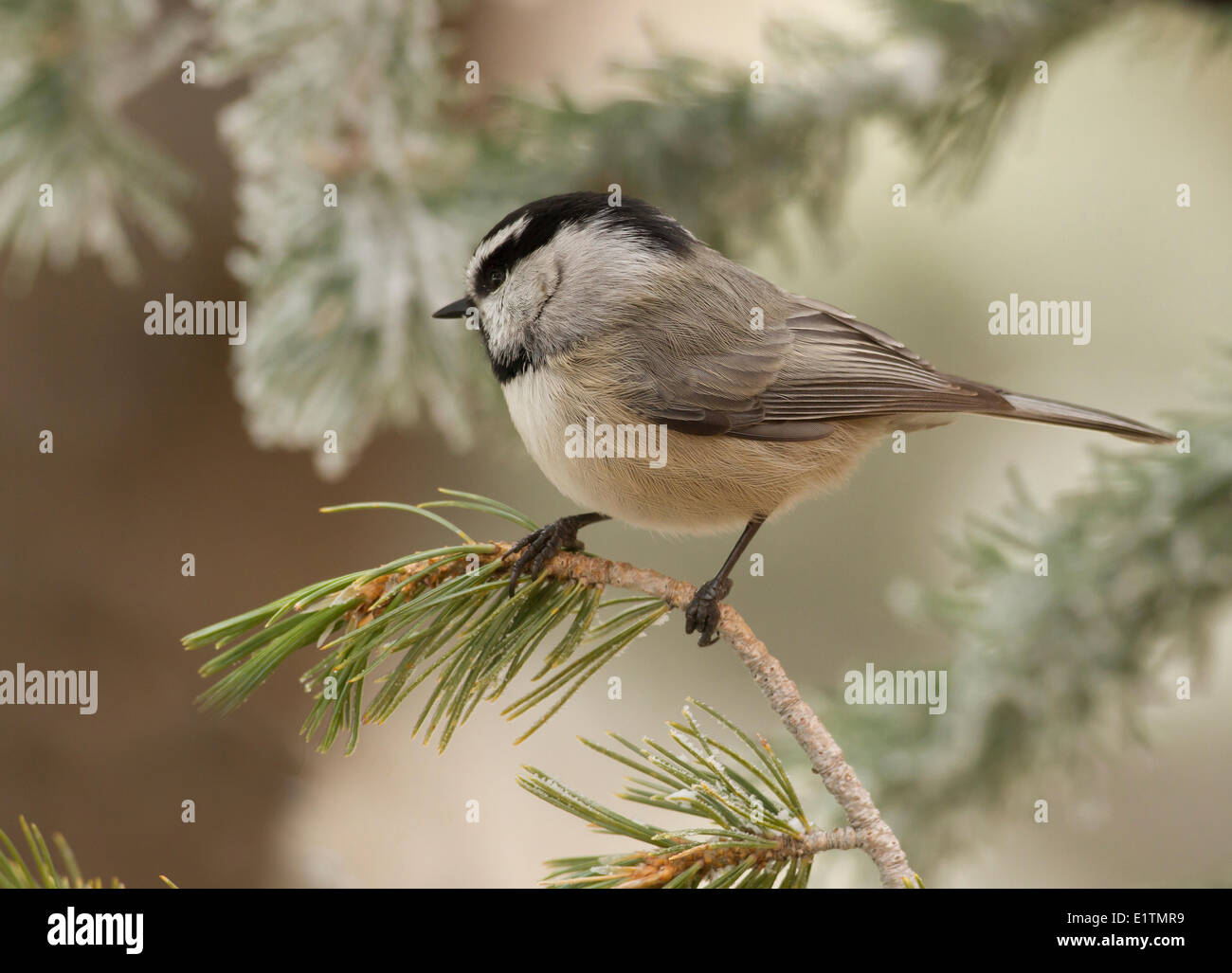 Mountain Chickadee, Poecile gambeli, Sandia Crest, Albuquerque, New ...