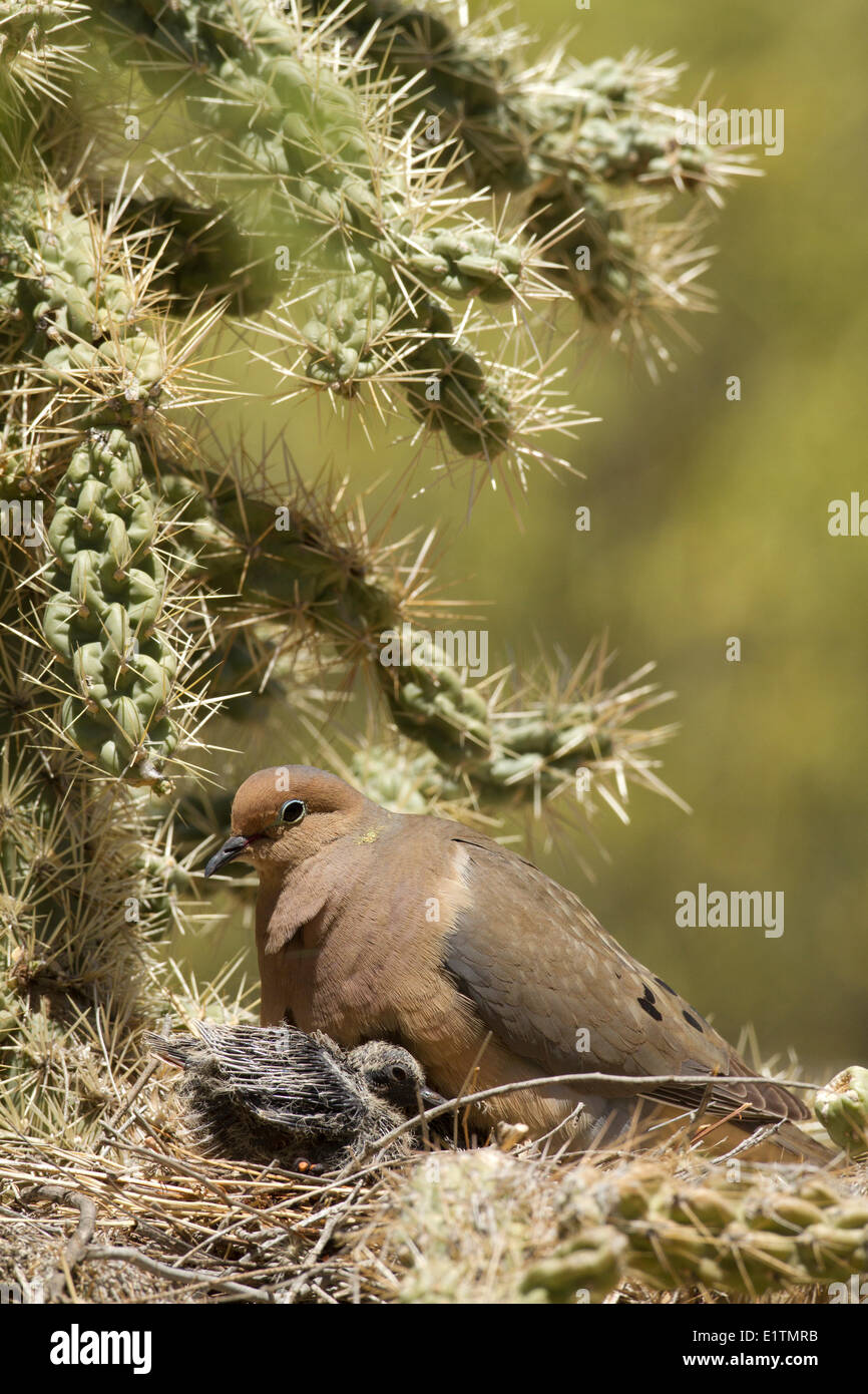Mourning dove hi-res stock photography and images - Alamy