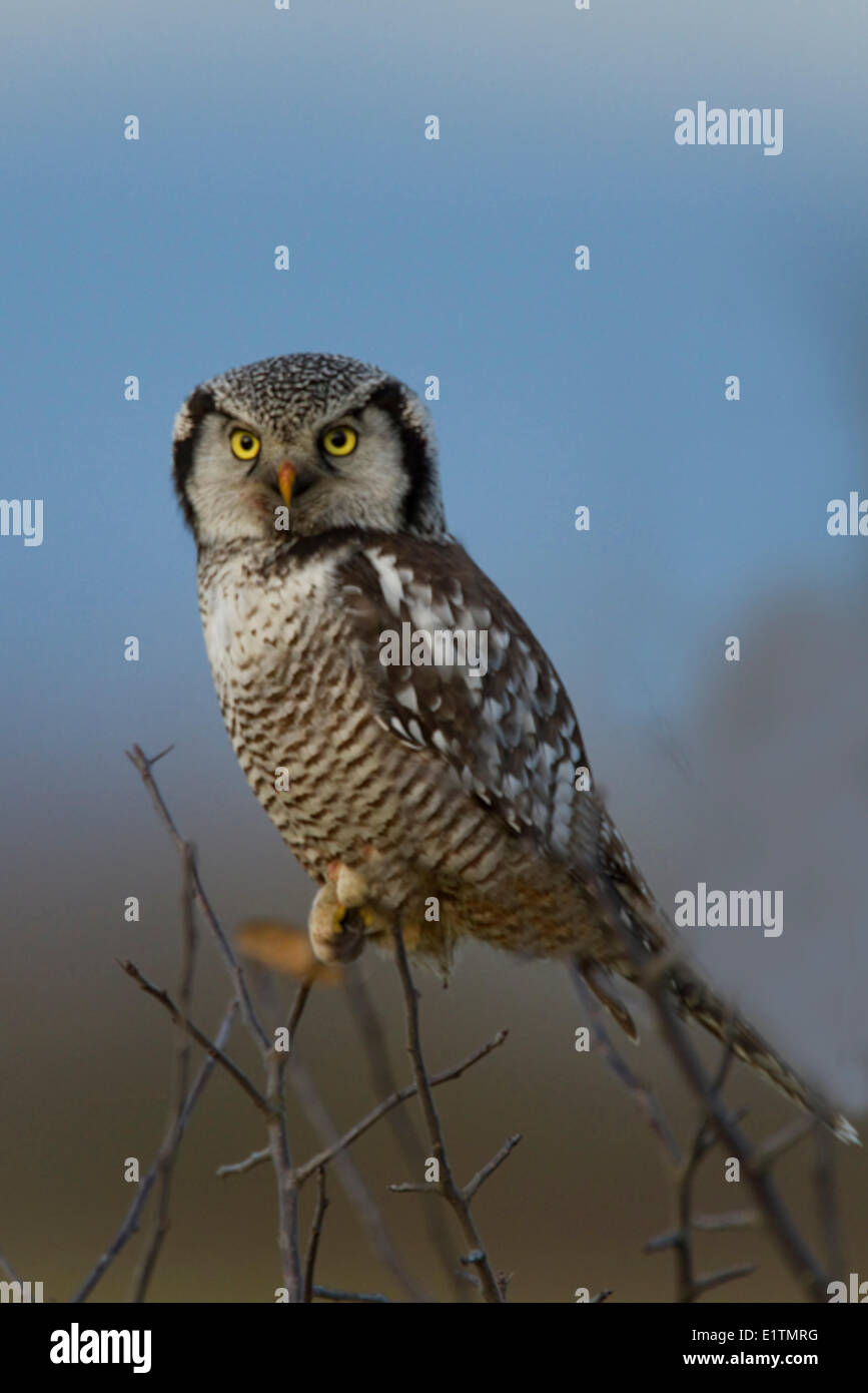 Northern Hawk Owl, Surnia ulula, Vancouver, BC, Canada Stock Photo - Alamy