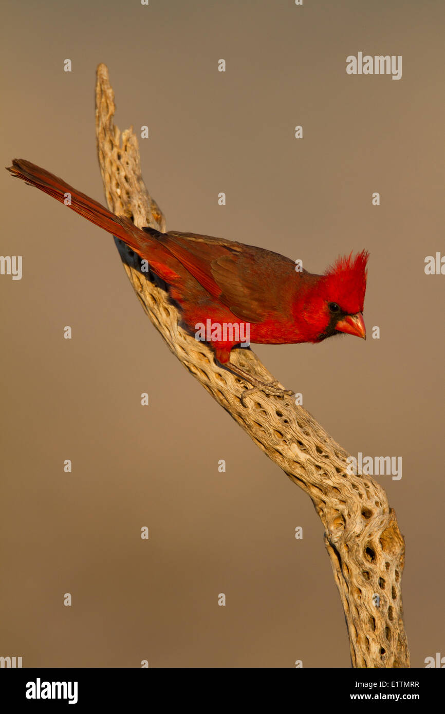 Arizona cardinal hi-res stock photography and images - Alamy