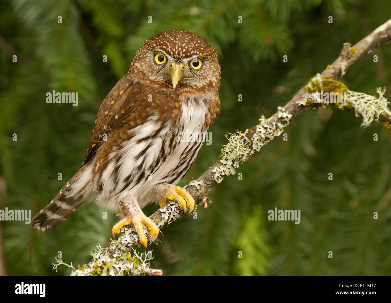 Northern Pygmy Owl, Glaucidium gnoma swarthi, Vancouver Island, BC ...