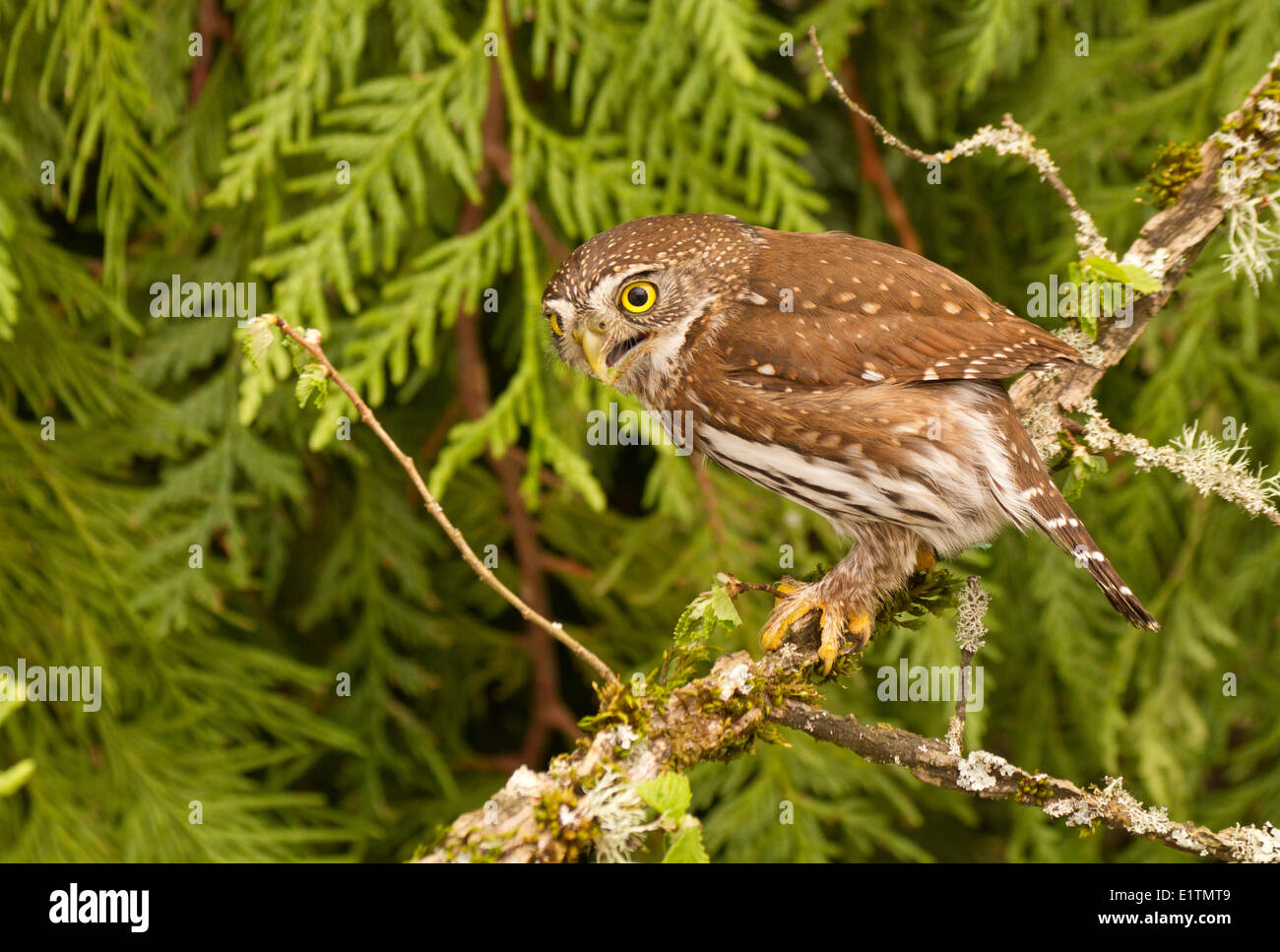 Vancouver island owl hi-res stock photography and images - Alamy
