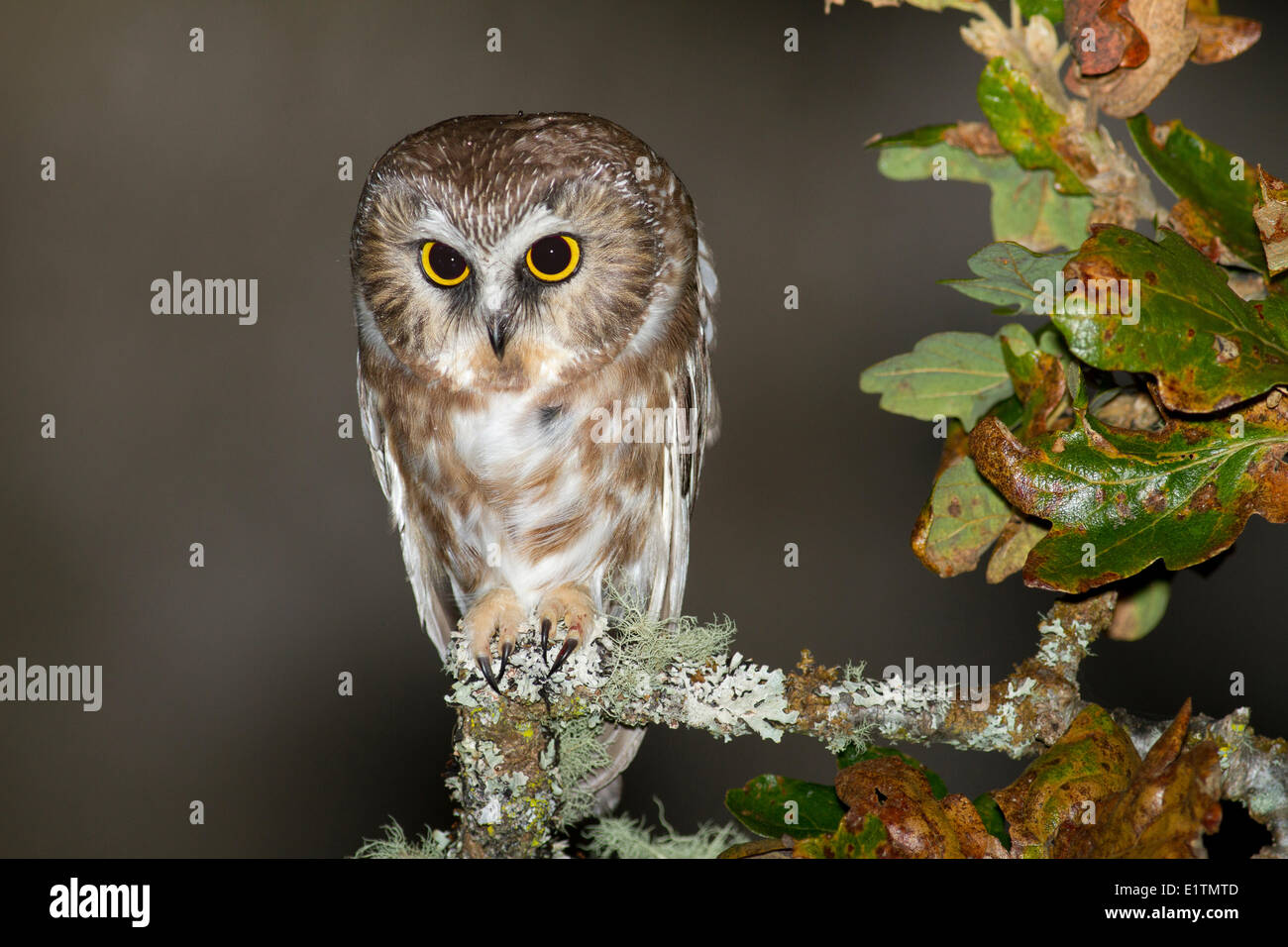Northern Saw-whet Owl, Aegolius acadicus, Rocky Point, Victoria ...