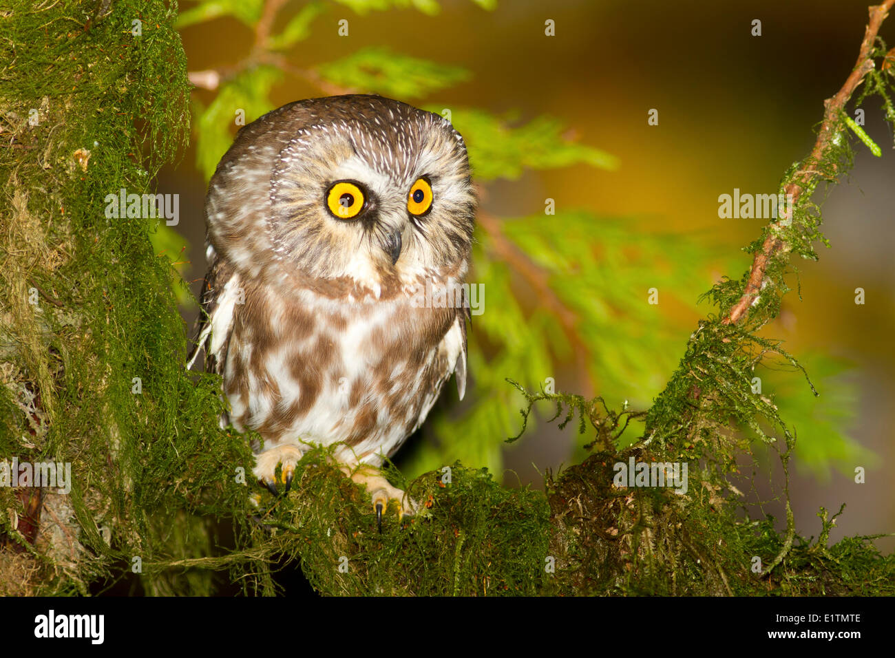 Saw whet owls hi-res stock photography and images - Alamy