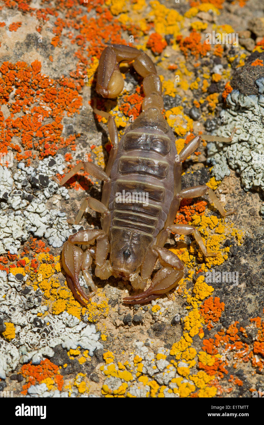Boreal Scorpion, Paruroctonus boreus, Oregon, USA Stock Photo - Alamy