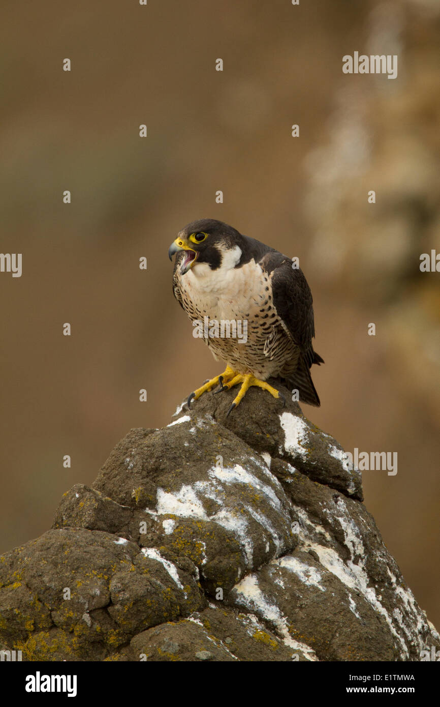 Peregrine Falcon, Falco peregrinus, Kamloops, BC, Canada Stock Photo ...