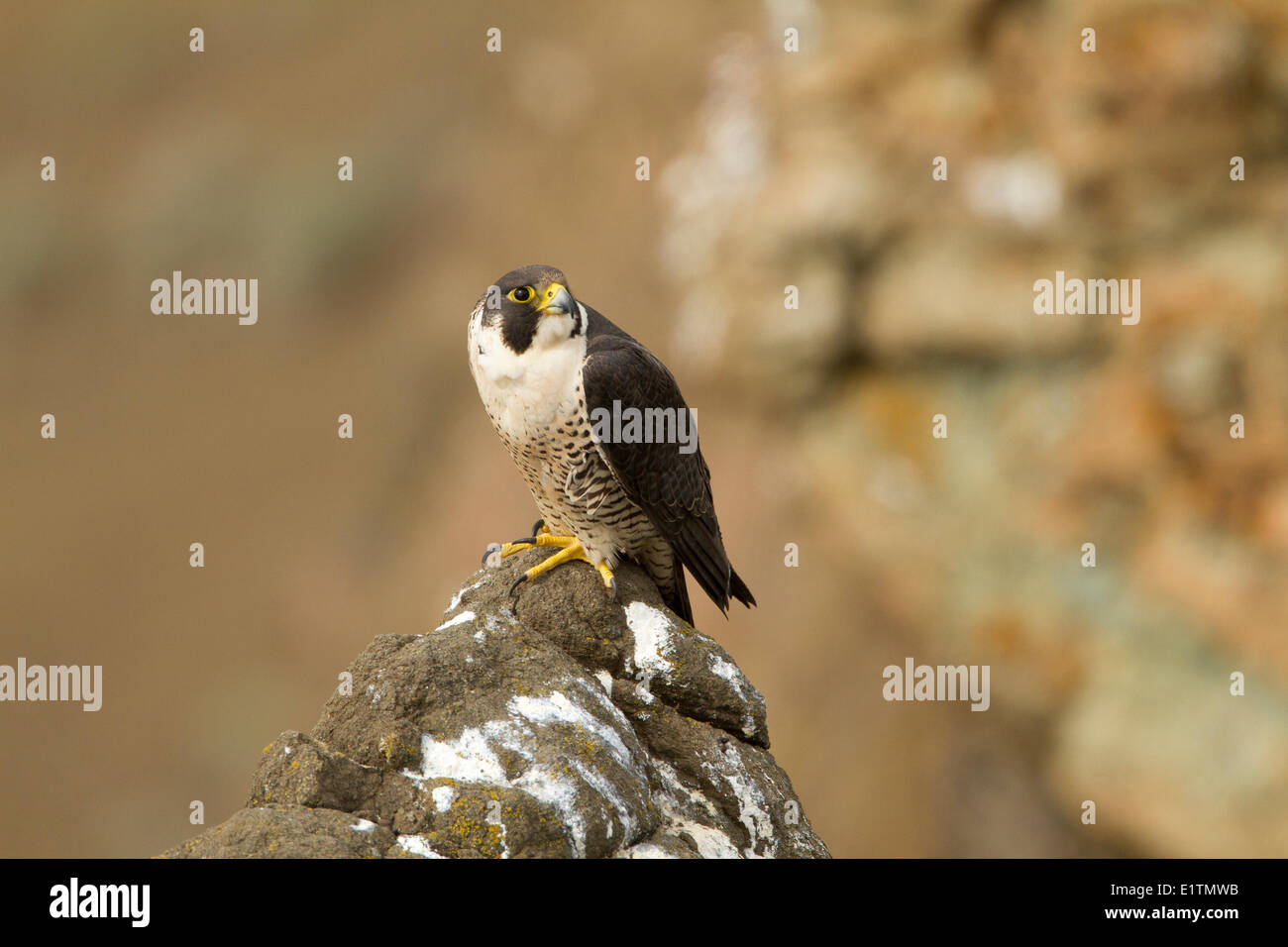 Peregrine Falcon, Falco peregrinus, Kamloops, BC, Canada Stock Photo ...