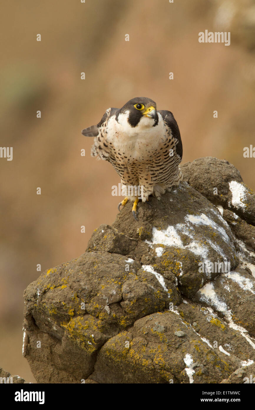 Peregrine Falcon, Falco peregrinus, Kamloops, BC, Canada Stock Photo ...