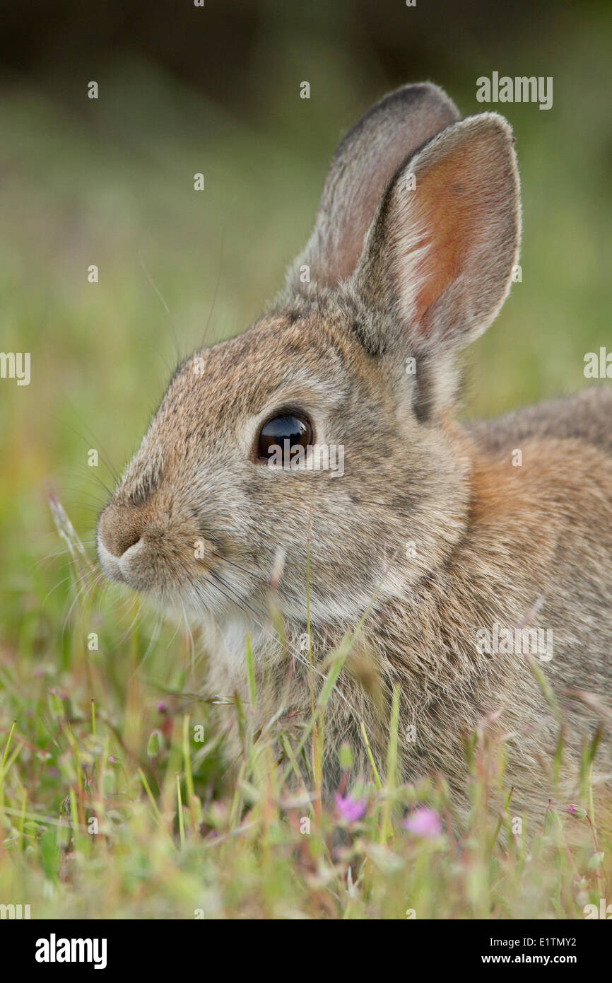 Nuttall`s (Mountain) Cottontail, Sylvilagus nuttallii, Okanagan ...