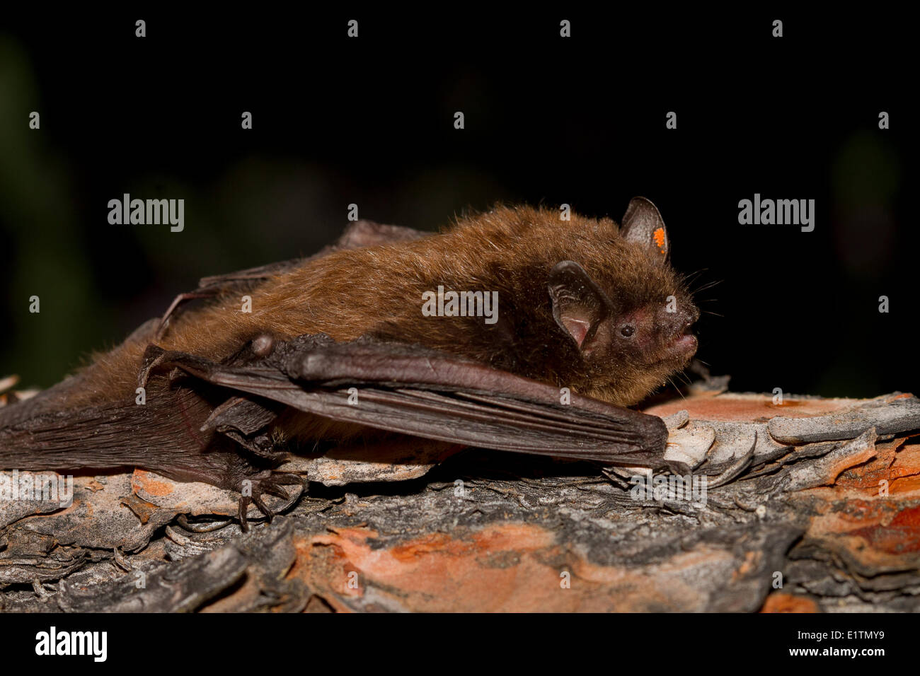 Myotis hi-res stock photography and images - Alamy