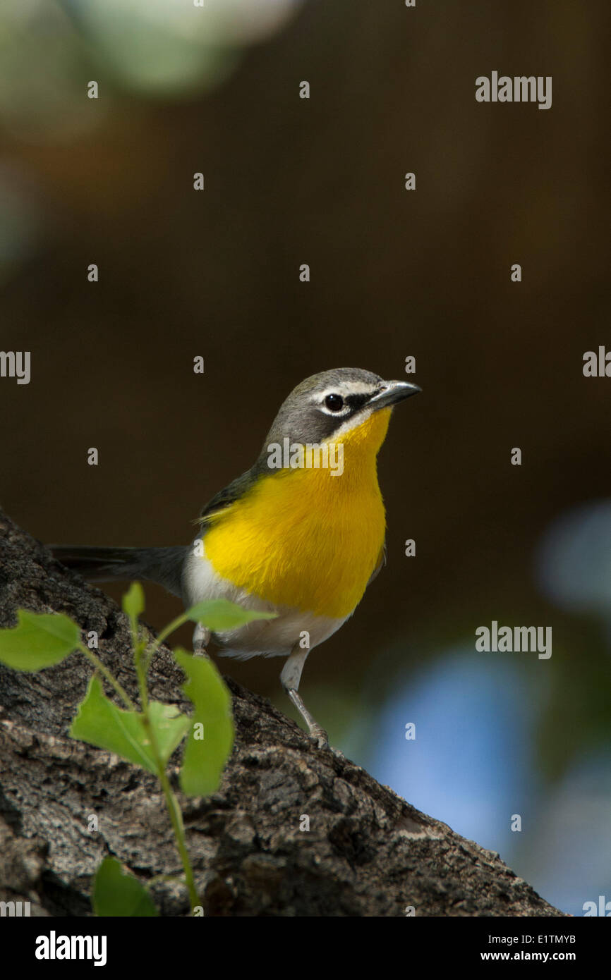 Yellow Breasted Chat High Resolution Stock Photography and Images - Alamy