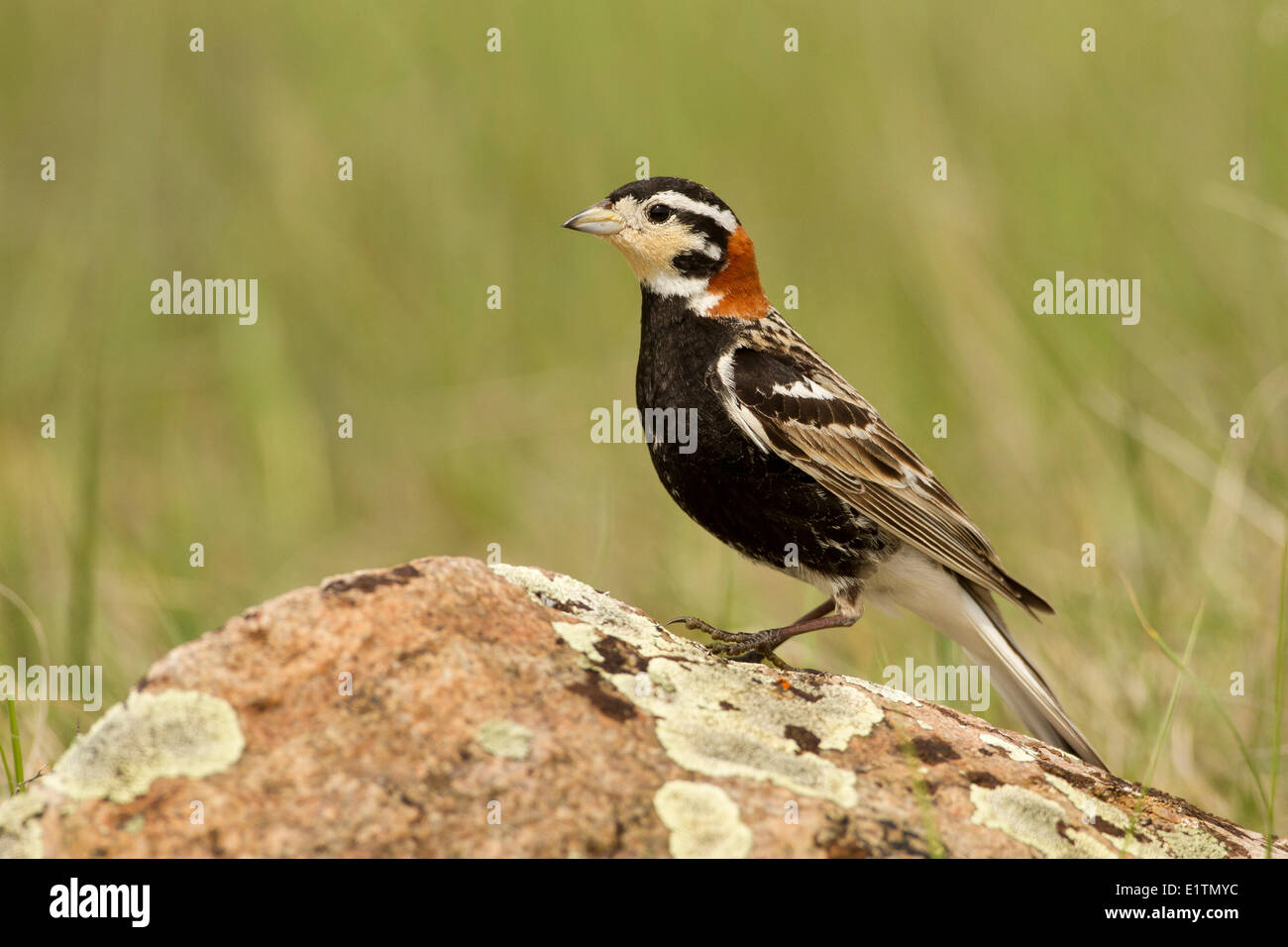 Chestnut-collared Longspur, Calcarius ornatus, Grasslands National Park ...