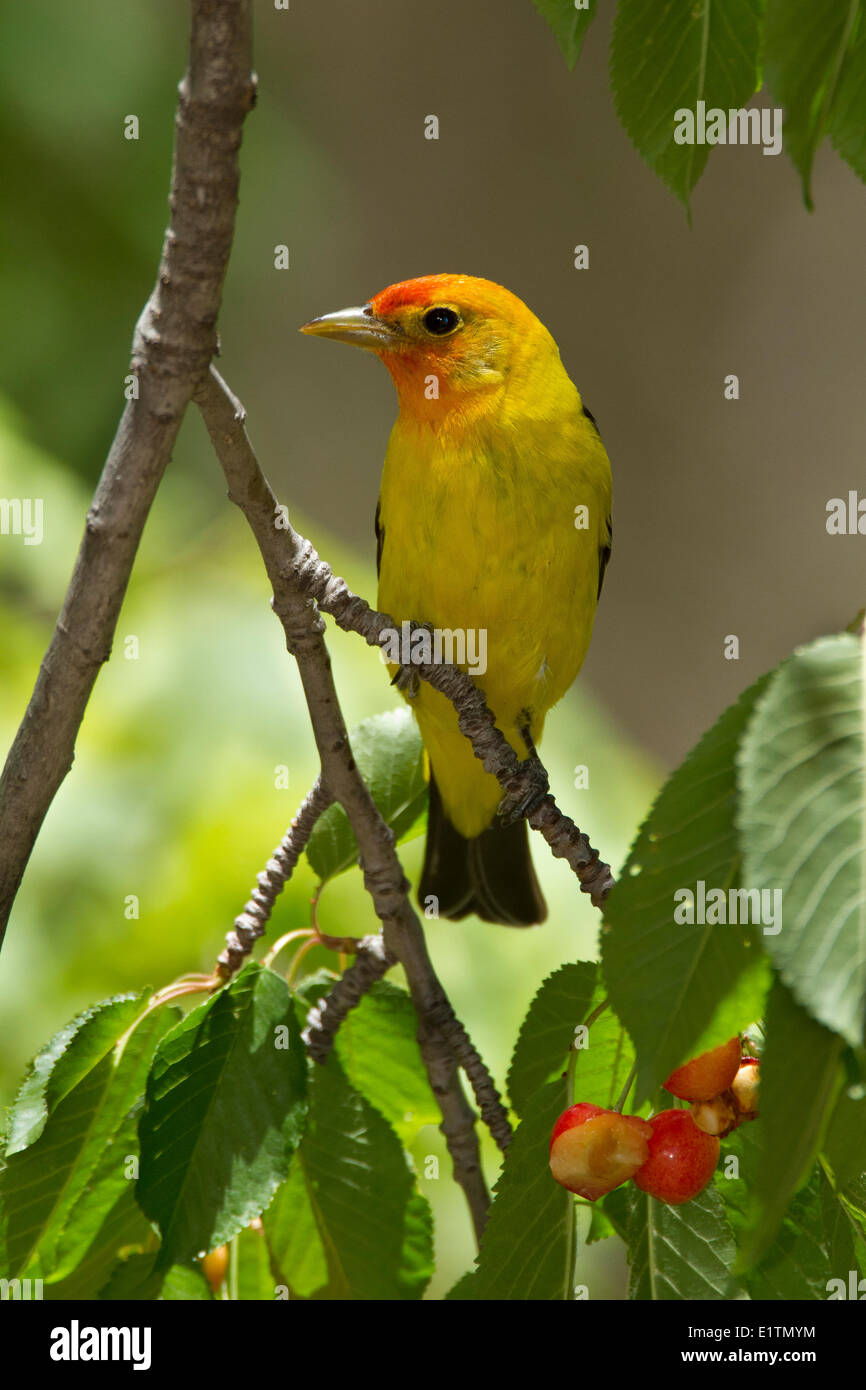 Western Tanager, Piranga ludoviciana, Arizona, USA Stock Photo - Alamy