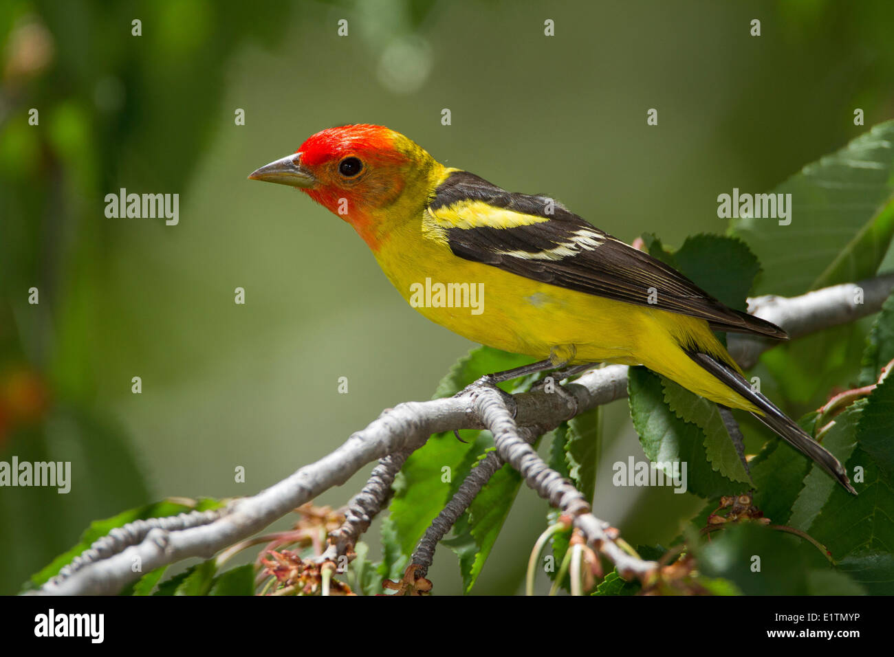 Western Tanager, Piranga ludoviciana, Arizona, USA Stock Photo - Alamy