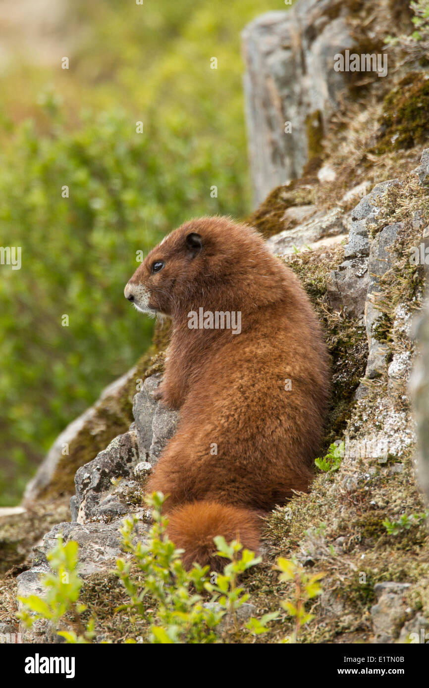 Vancouver Island Marmot, Marmota Vancouverensis, Vancouver Island, BC, Canada Stock Photo - Alamy
