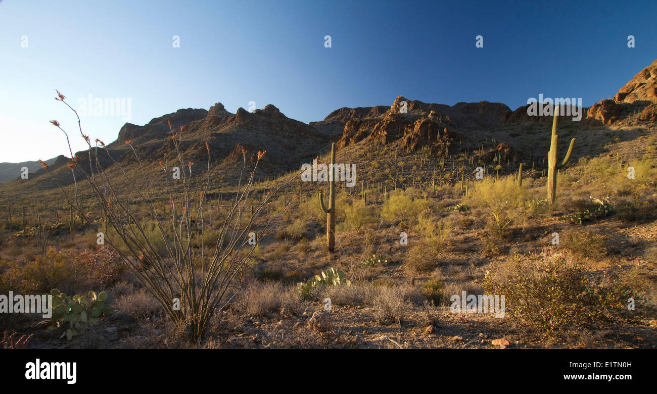 Suguaro Desert, Arizona, USA Stock Photo - Alamy