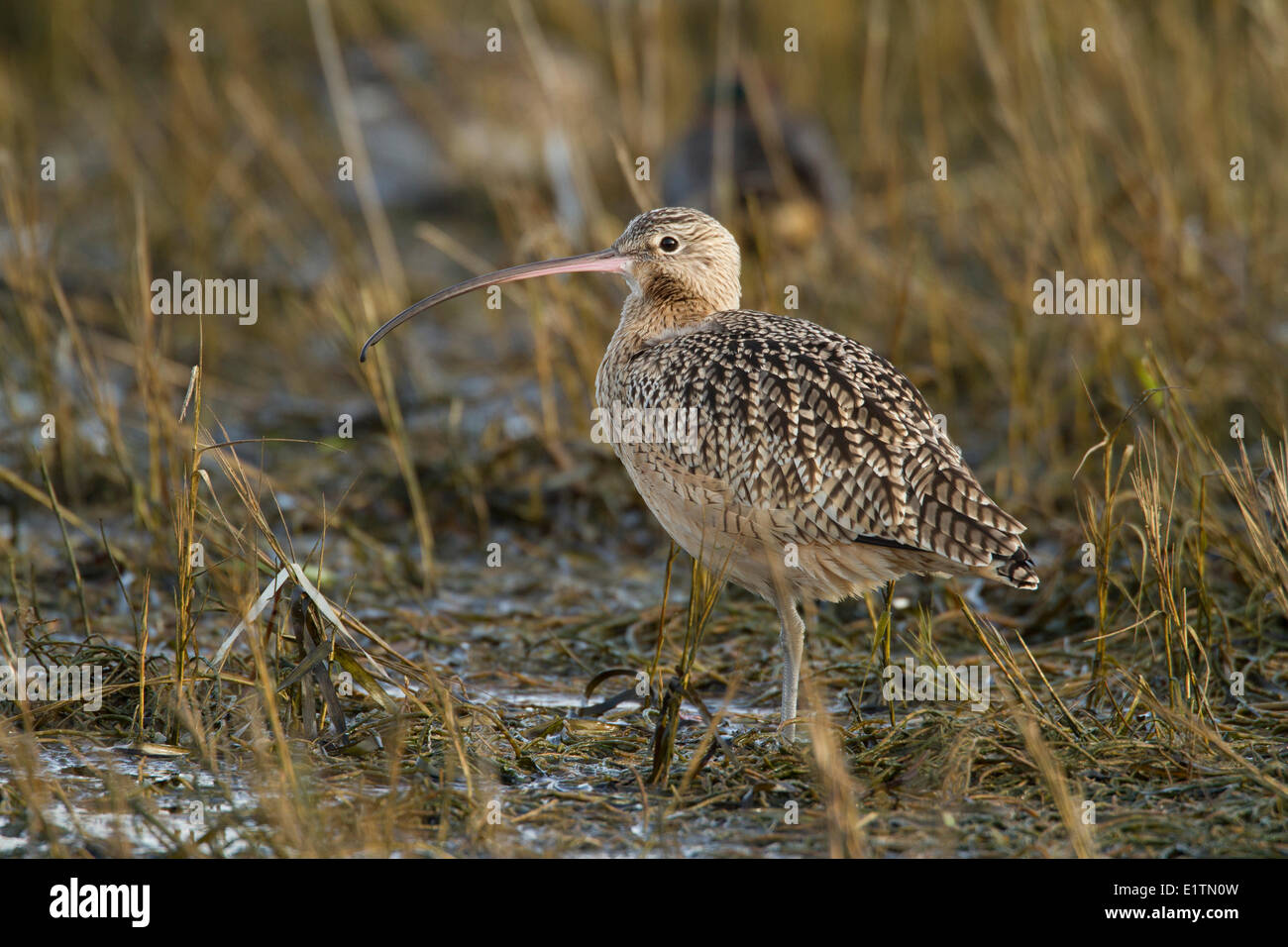 Long-billed Curlew, Numenius americanus, Vancouver, BC, Canada Stock ...