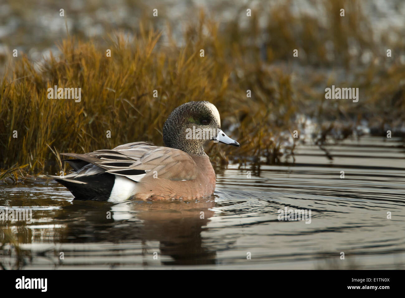 Widgeon bird hi-res stock photography and images - Alamy