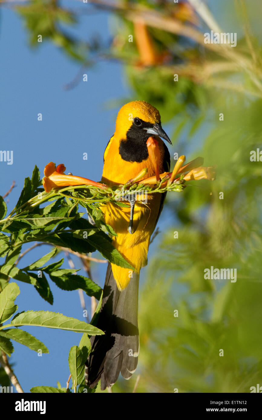 Scott's Oriole, Icterus parisorum, Arizona, USA Stock Photo - Alamy