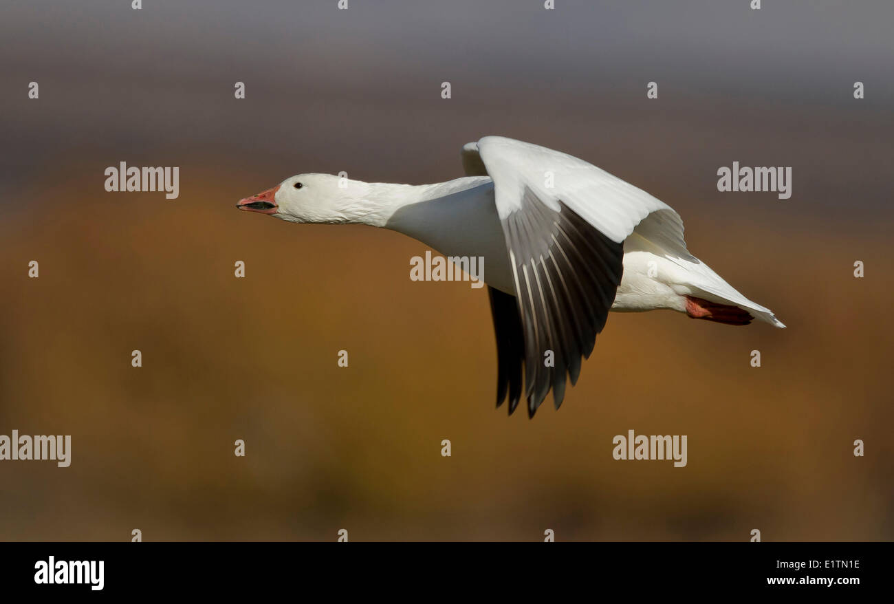 Snow Goose, Chen caerulescens, Bosque Del Apache, New Mexico, USA Stock ...