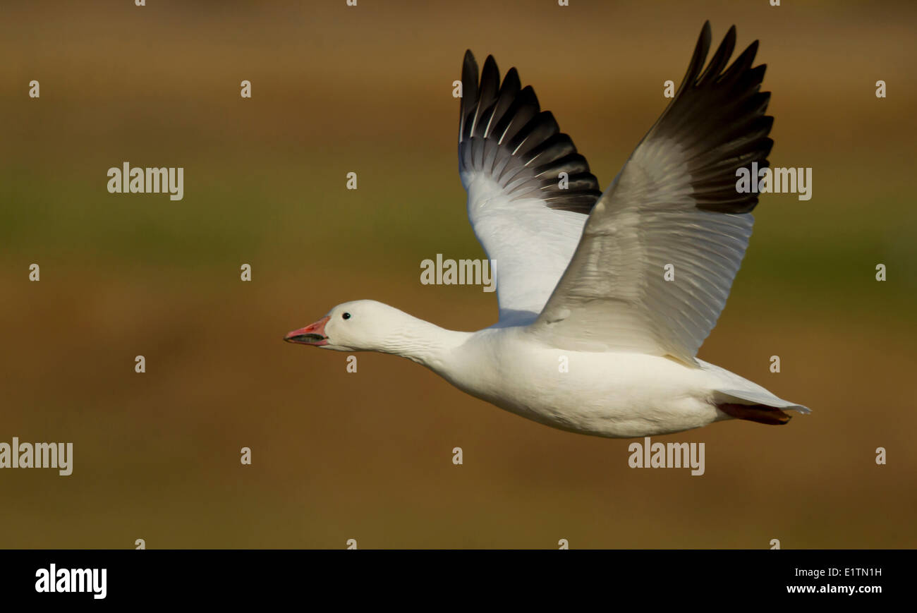 Snow Goose, Chen caerulescens, Bosque Del Apache, New Mexico, USA Stock ...