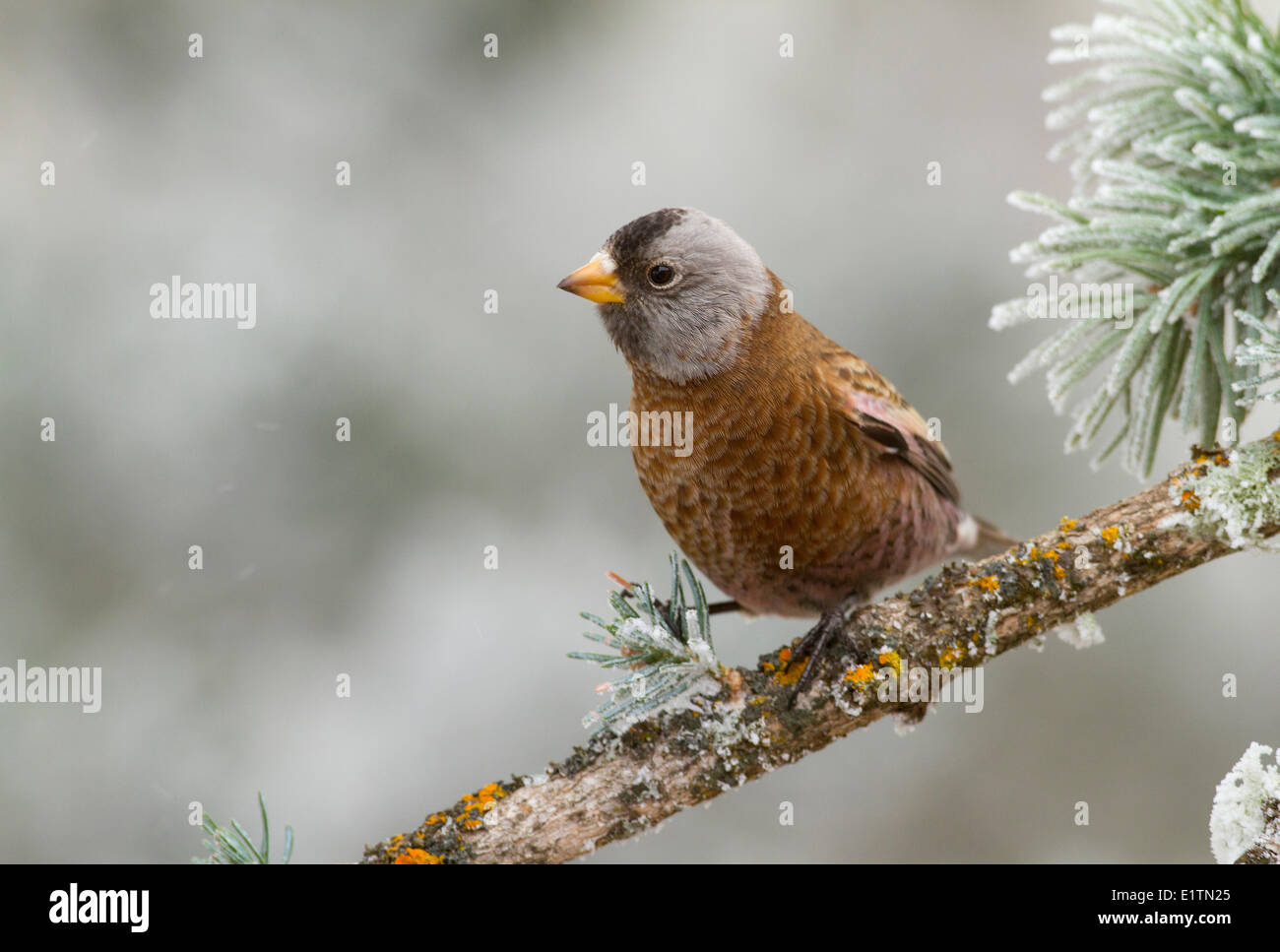 Gray-crowned Rosy Finch, Leucosticte tephrocotis, Sandia Crest ...