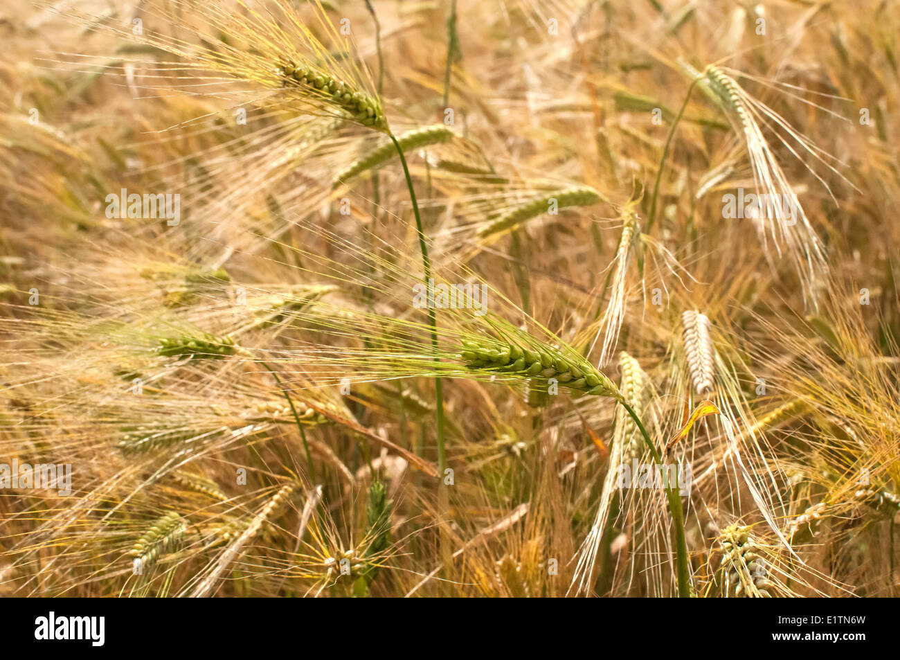 Wheat field closeup Stock Photo - Alamy