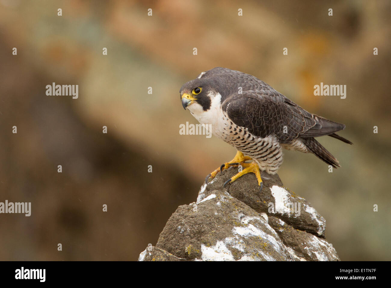Peregrine Falcon, Falco peregrinus, Kamloops, BC, Canada Stock Photo ...