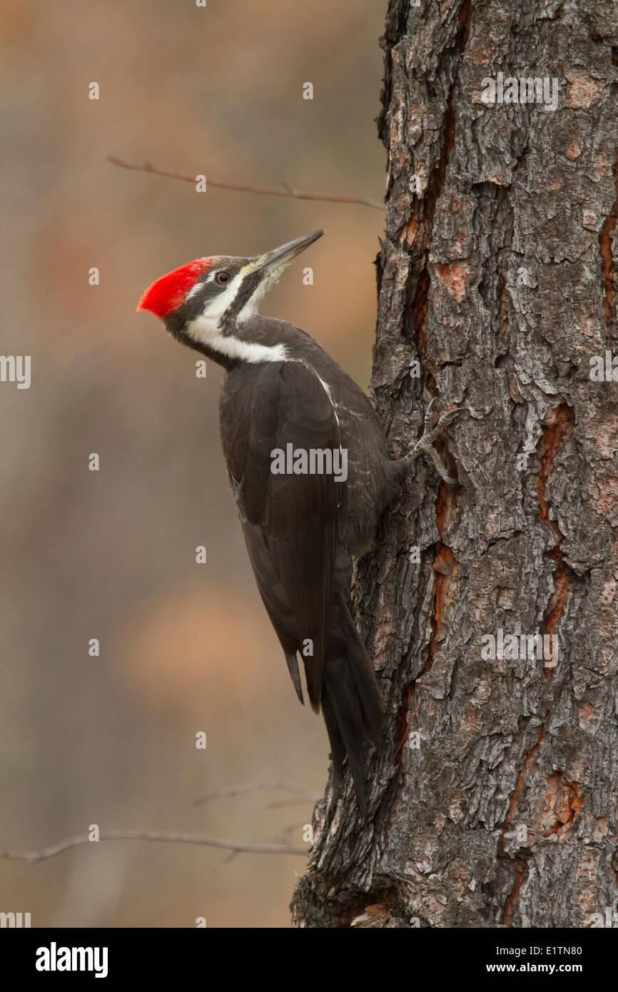 Woodpeckers of canada hi-res stock photography and images - Alamy