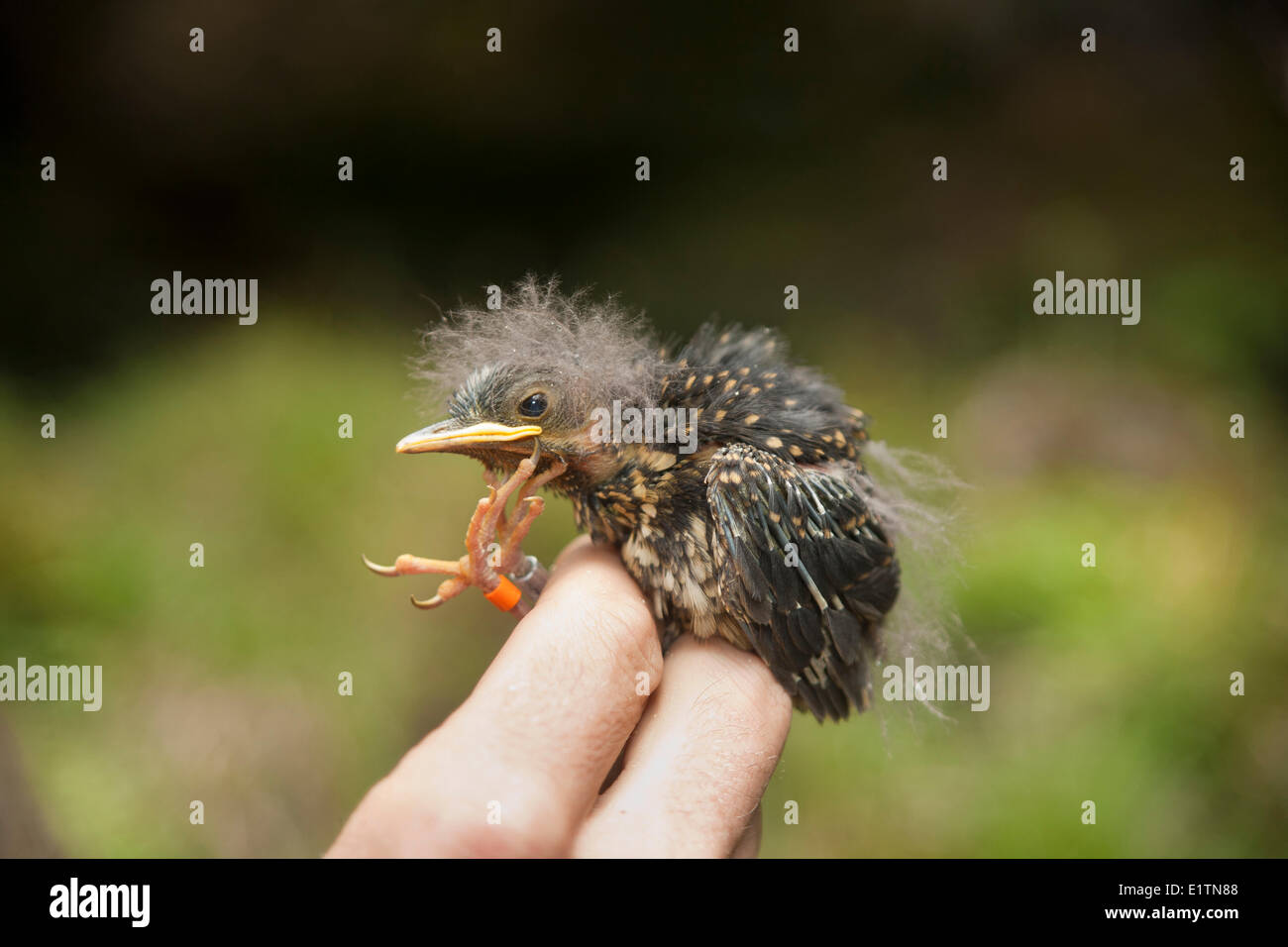 Thrush Nestling High Resolution Stock Photography and Images - Alamy