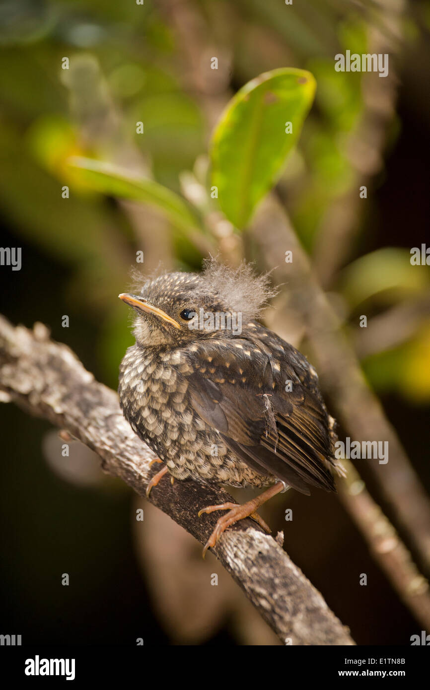 Alaka’i wilderness area hi-res stock photography and images - Alamy