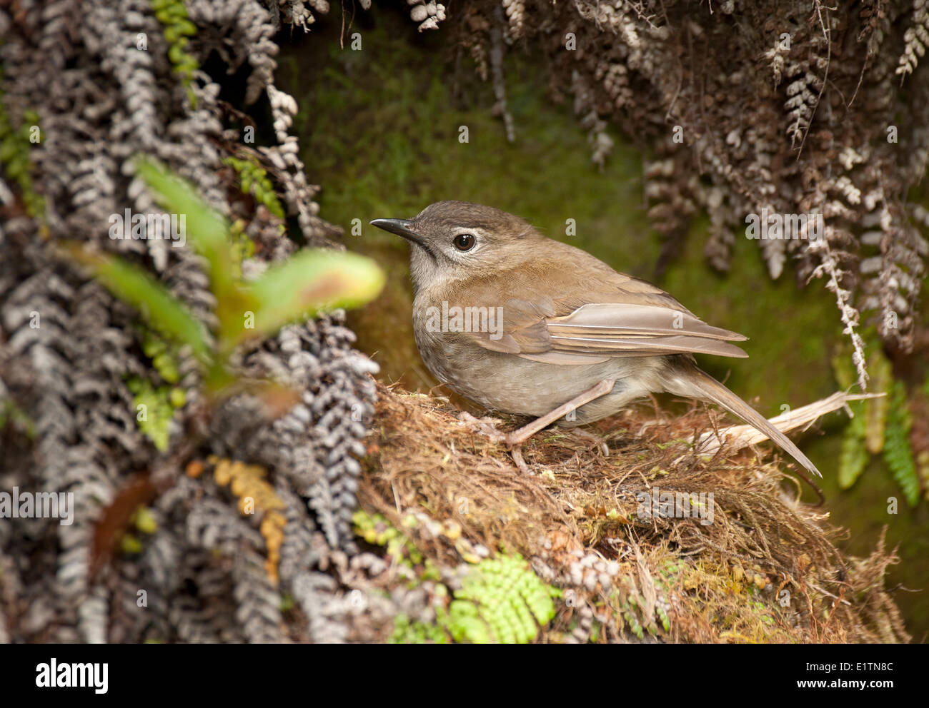 Thrush nest hi-res stock photography and images - Alamy