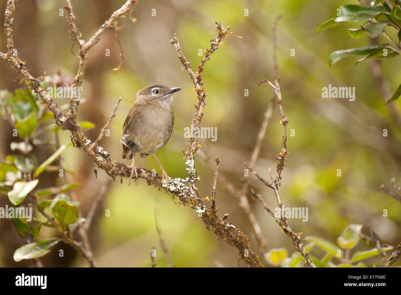 Thrush hawaii hi-res stock photography and images - Alamy