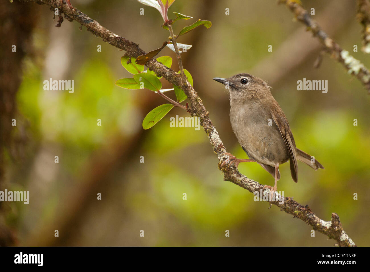 Thrush hawaii hi-res stock photography and images - Alamy
