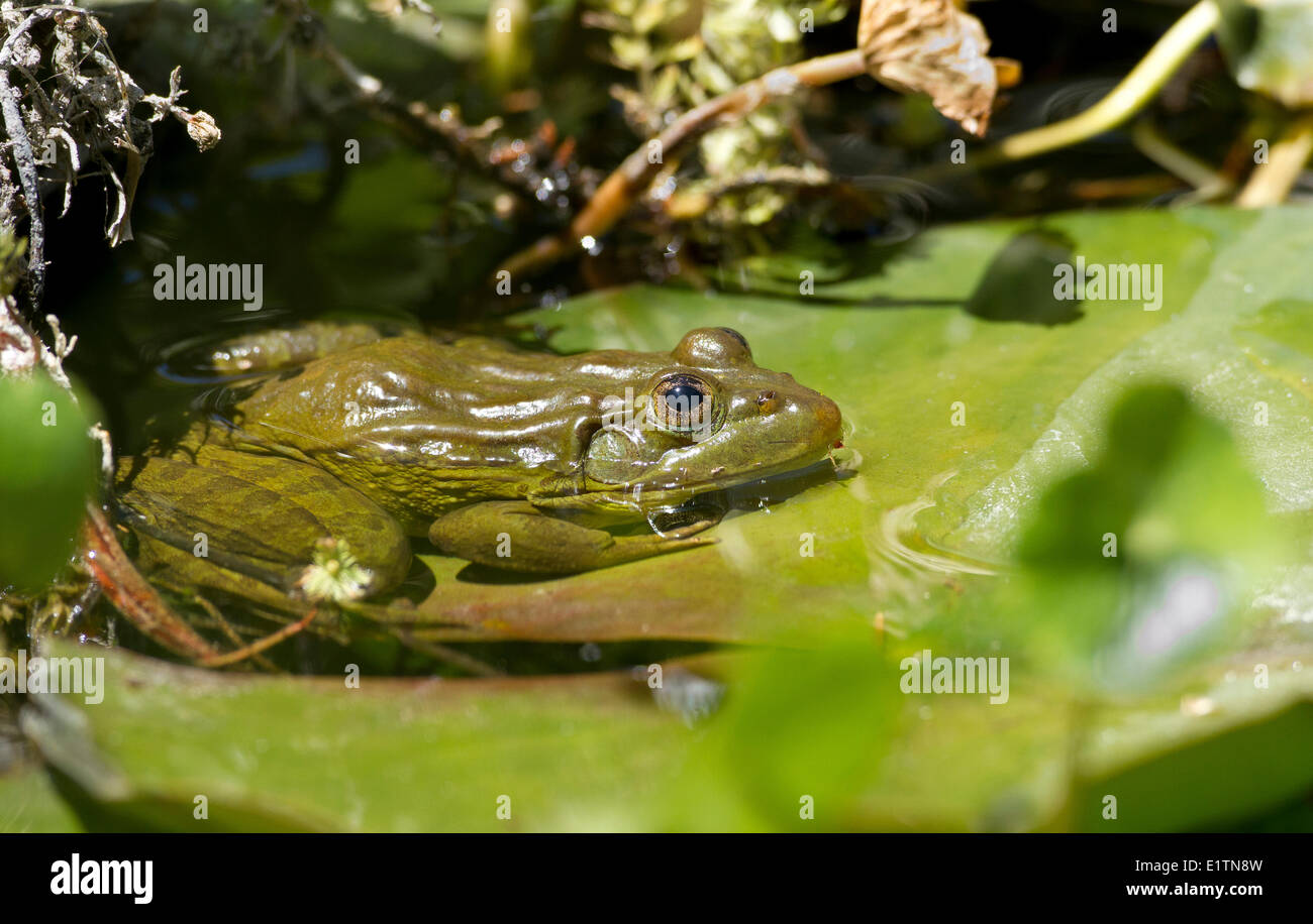 Chiracuah (Ramsey Canyon) Leopard Frog, Rana subaquavocalis, Arizona, USA Stock Photo - Alamy