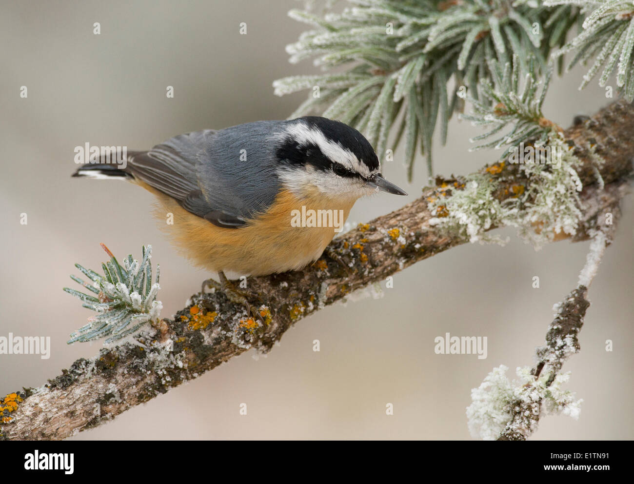 Red Breasted Nuthatch, Sitta canadensis, Sandia Crest, Albuquerque, New ...
