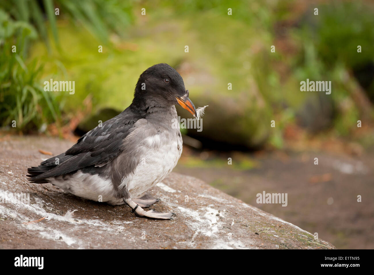 Rhinoceros Auklet Stock Photos & Rhinoceros Auklet Stock Images - Alamy