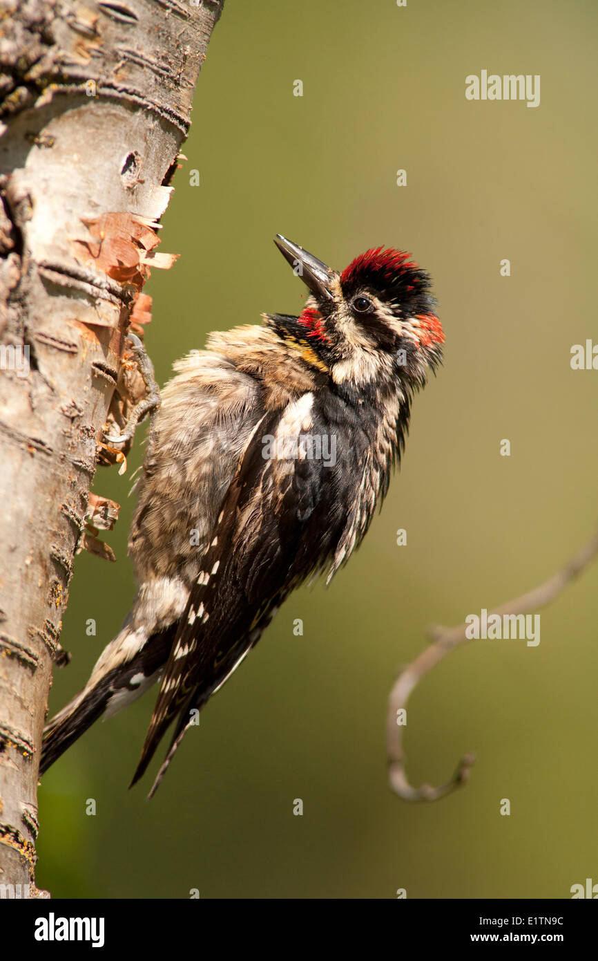 Red-naped Sapsucker, Sphyrapicus nuchalis, Okanagan, BC, Canada Stock ...