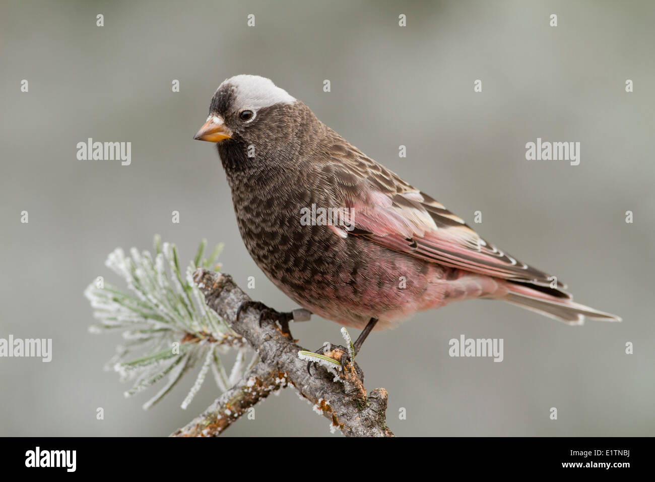 Black Rosy Finch, Leucosticte atrata, Sandia Crest, Albuquerque, New ...