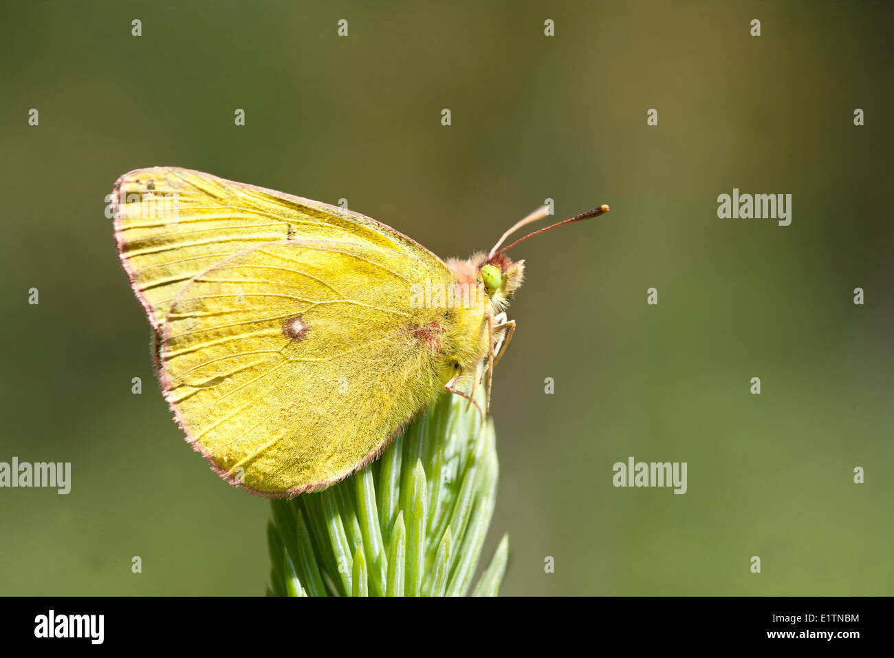Pink-edged sulphur, Colias interior, Rocky Mountain Trench, BC, Canada ...