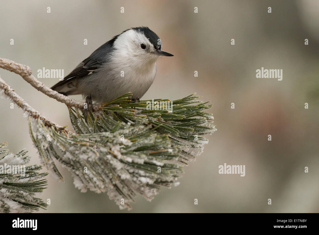 Sitta carolinensis, White-breasted Nuthatch, Sandia Crest, Albuquerque ...