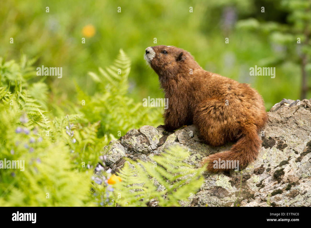 Vancouver Island Marmot, Marmota Vancouverensis, Vancouver Island, BC, Canada Stock Photo - Alamy