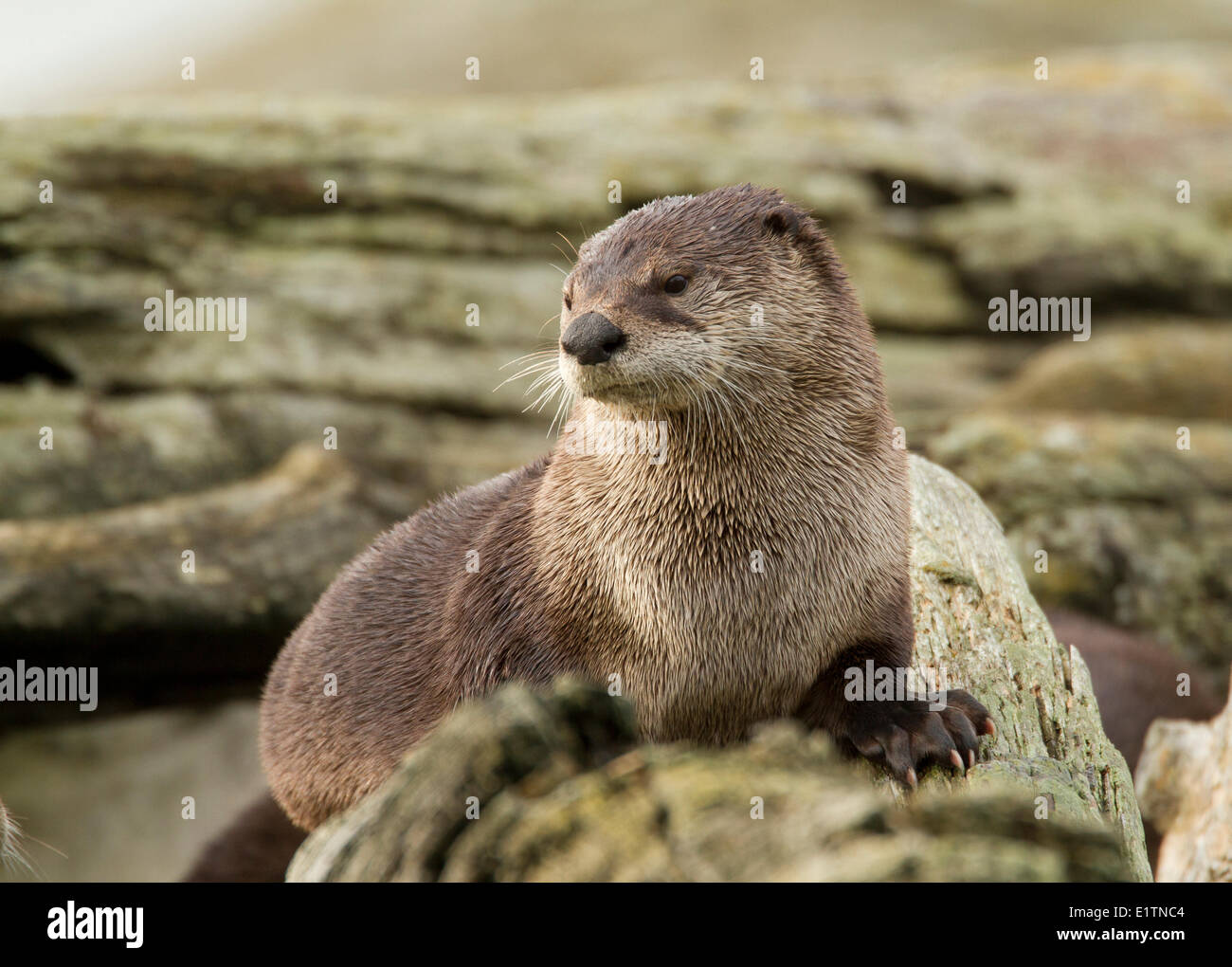 North American river otter, Lontra canadensis, Victoria, BC, Canada ...