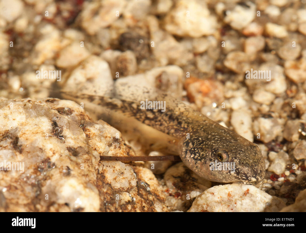 Chiracuah (Ramsey Canyon) Leopard Frog, Rana subaquavocalis, Arizona, USA Stock Photo - Alamy