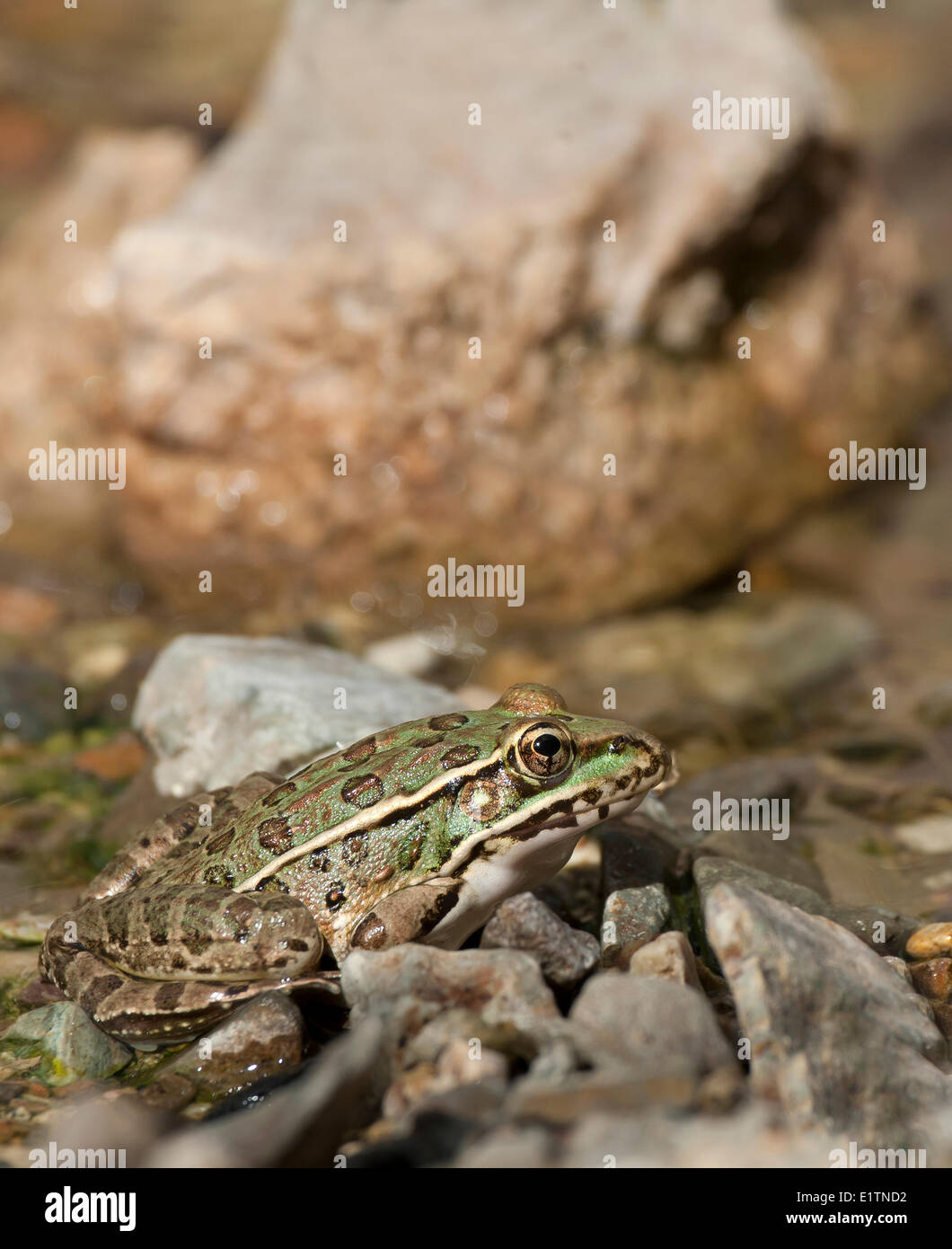 Ramsey canyon leopard frog hi-res stock photography and images - Alamy
