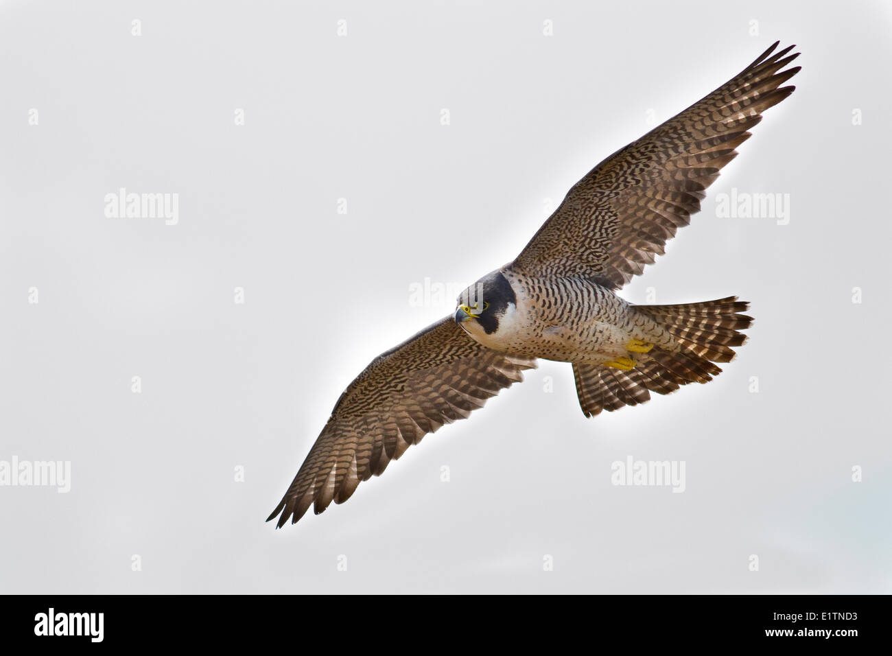 Peregrine Falcon, Falco peregrinus, Kamloops, BC, Canada Stock Photo ...