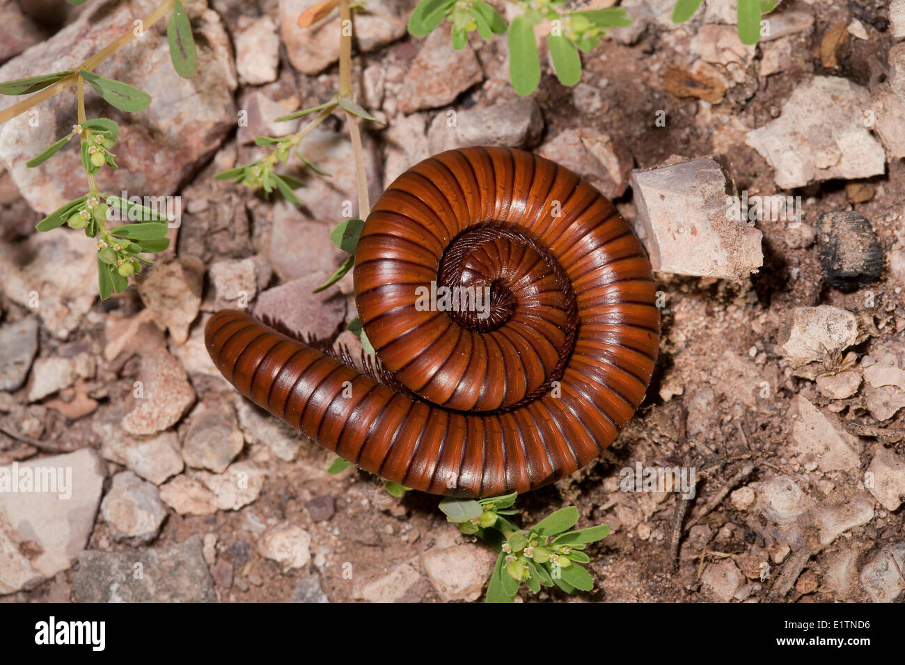 Millipede, Parajulidae, Arizona, USA Stock Photo - Alamy