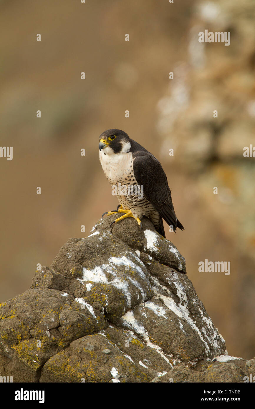 Peregrine Falcon, Falco peregrinus, Kamloops, BC, Canada Stock Photo ...