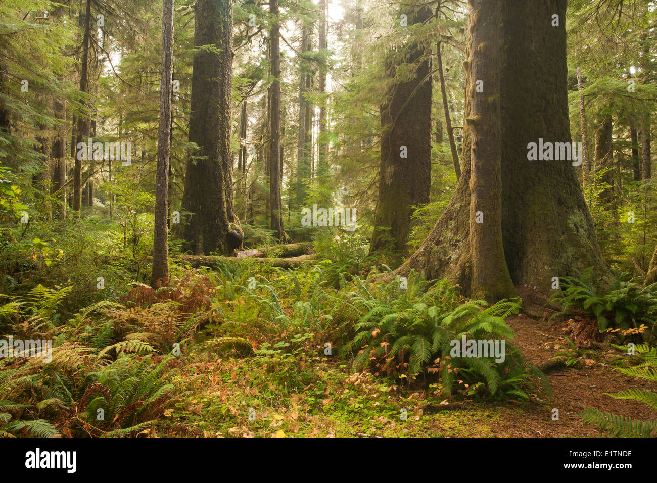 Carmanah Grove, Ancient Spruce, Vancouver Island, BC, Canada Stock ...